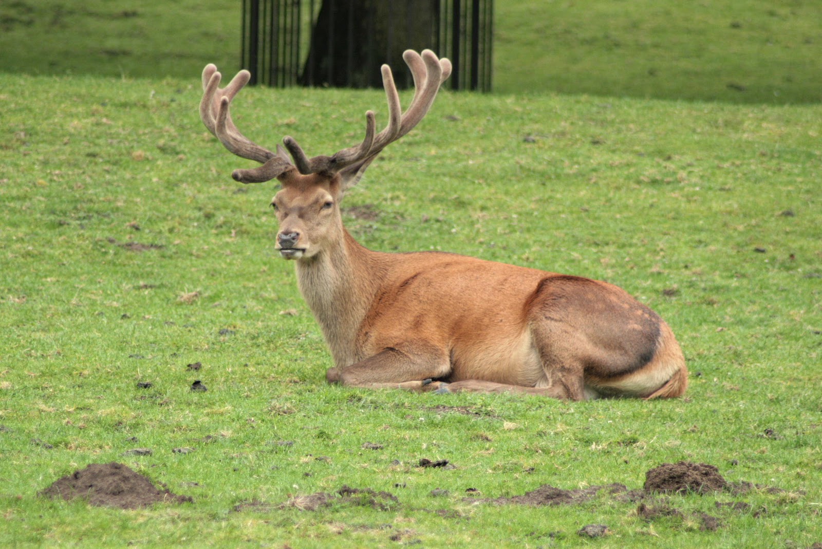 vogelsenzo: Een nieuw gewei