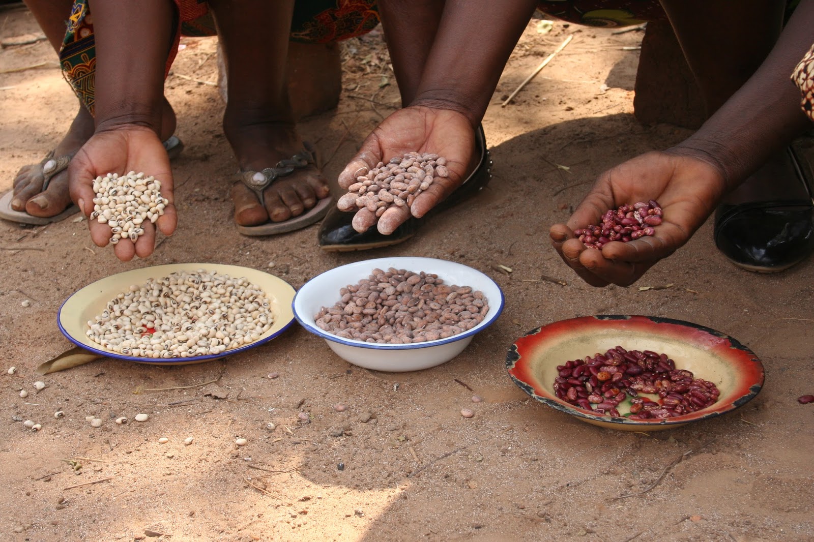 PAMACC News: Fighting fake seeds to save food security