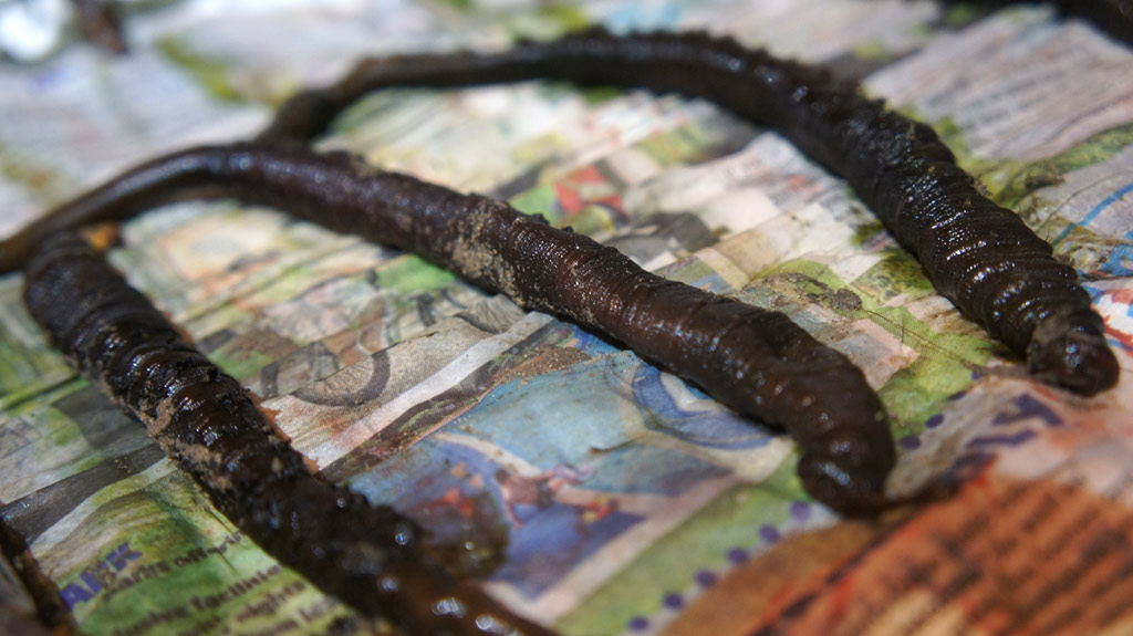 Noble's Fishing - Hints & Tips: Cod Fishing Bait Tips