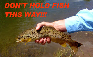 Survival of the Fittest: Holding a Fish Correctly