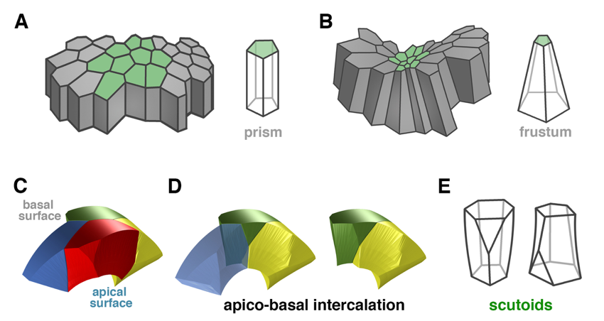 Coloring Shape Epithelial Tissue