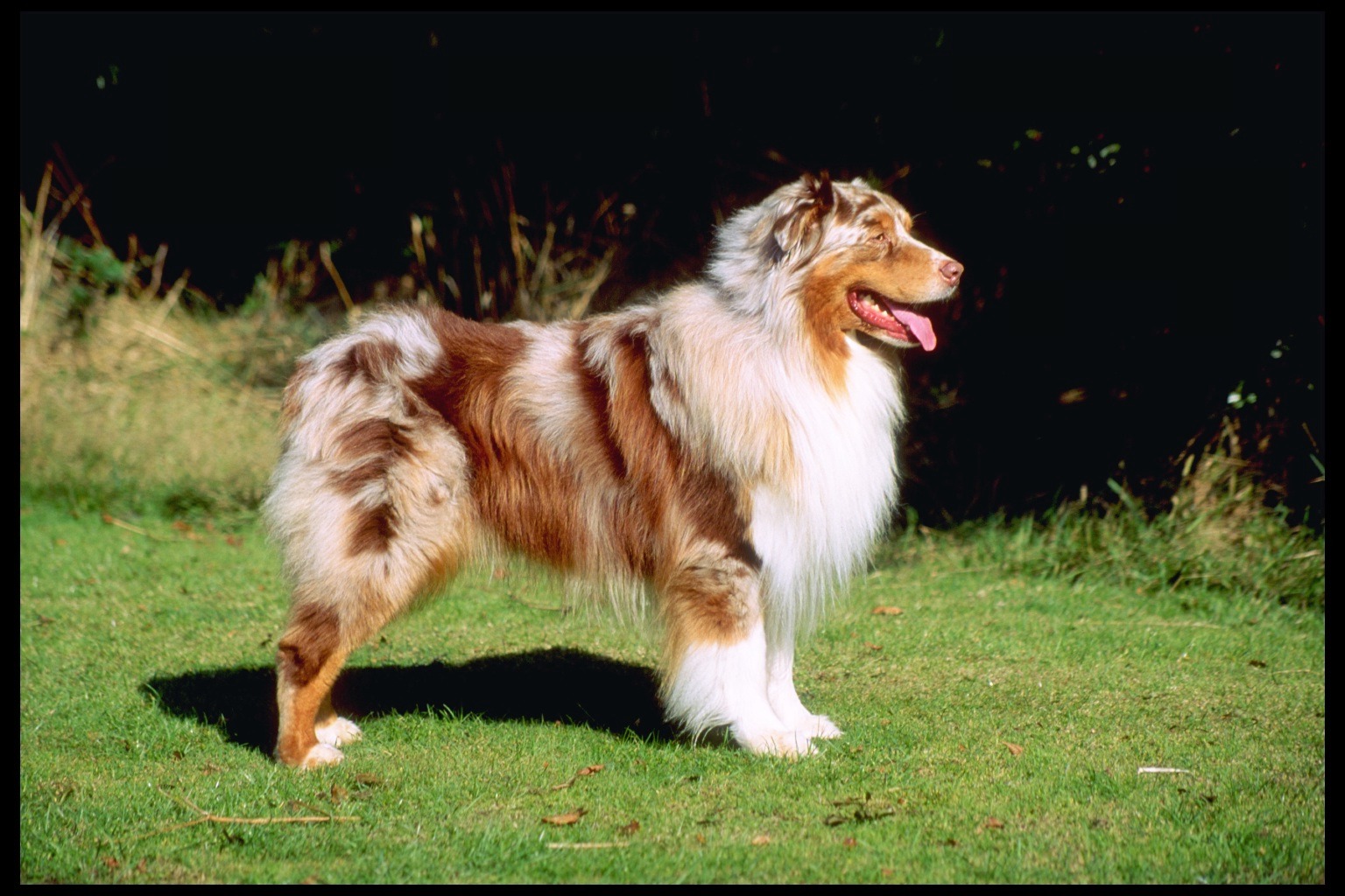 Dog Photo: The Australian Shepherd Dog Photo