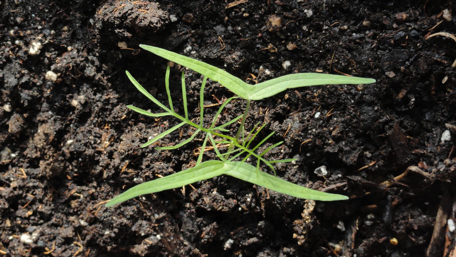 The 100 Species Challenge: mysterious Big Seedling (Cypress Vine)