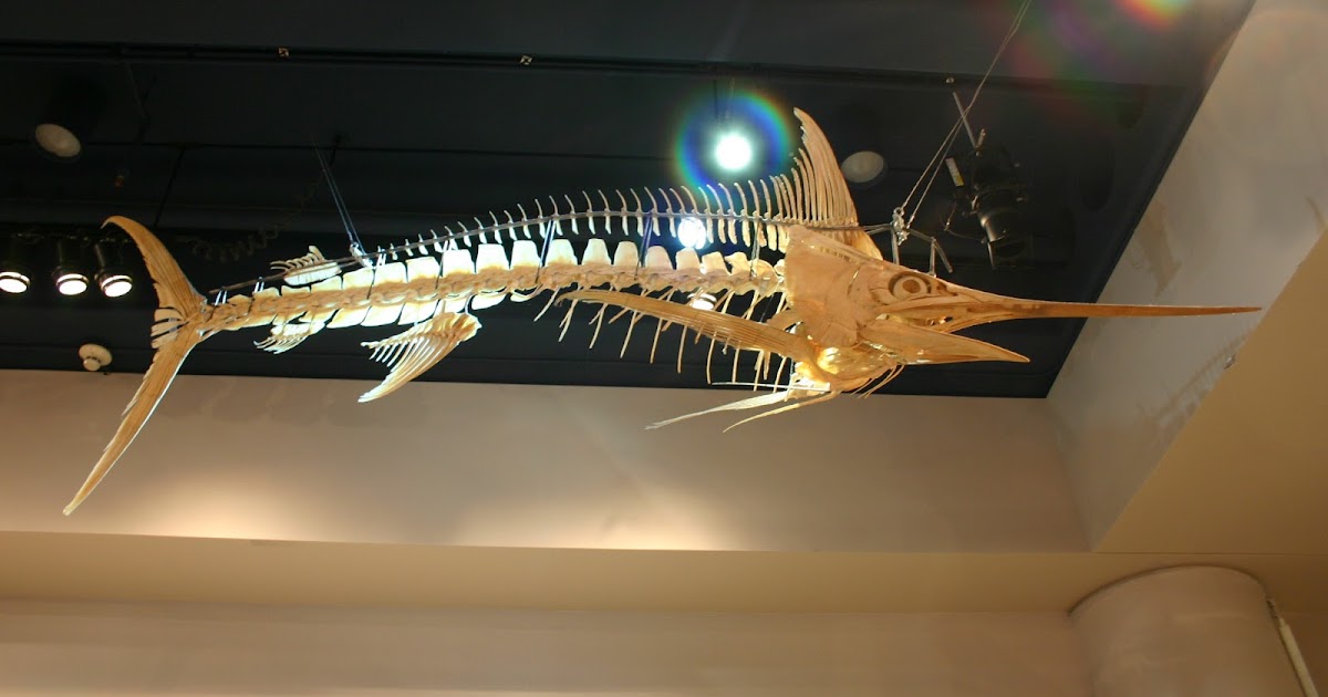 O Livro da Natureza: Marlin