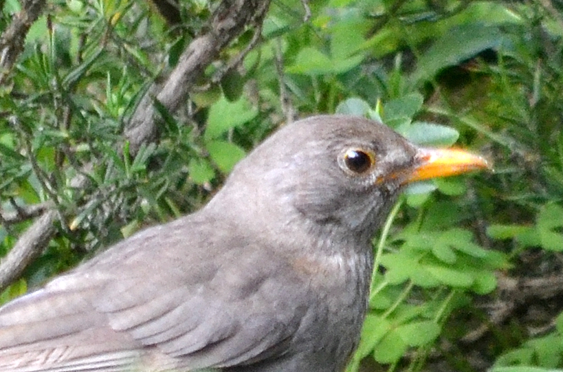 Melro-preto (Turdus merula) - Fêmea
