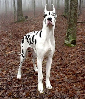 Todo Sobre Perros: Gran danés