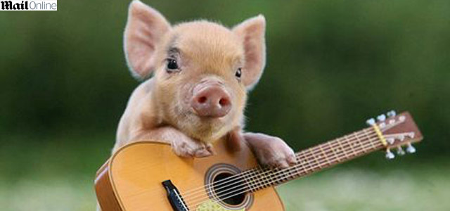 Acabe com o seu Tedio: Porquinhos