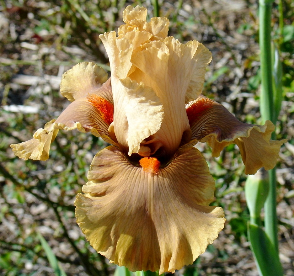 ...a quiet life...: garden chronicles, the bearded iris 2018~