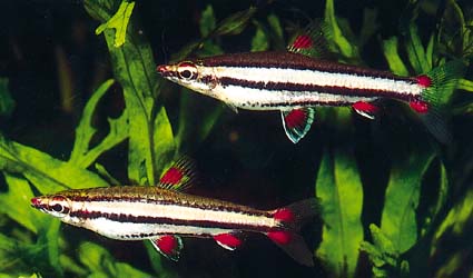 ZA FISH ACTION: Three-lined Pencilfish (Nannostomus trifasciatus), Ikan ...