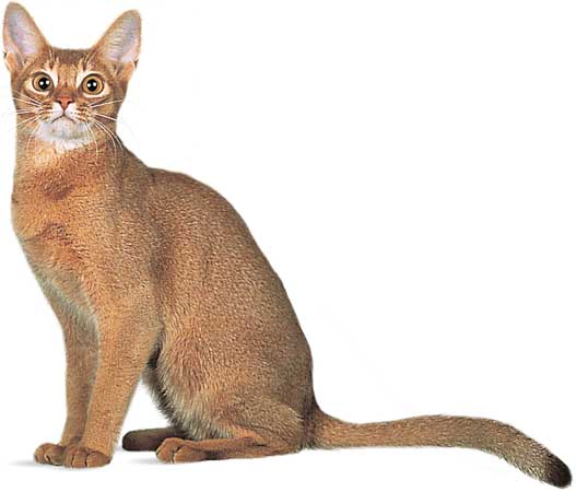 Cute&Cool Pets 4U: Abyssinian Cat Pictures