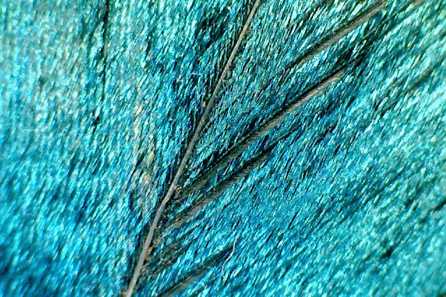 Magnified Ross's Turaco Feathers