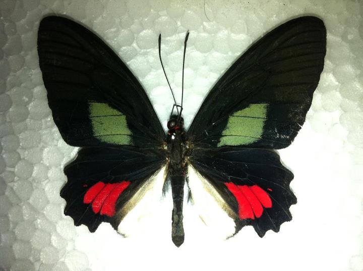 Confessions of a Lepidoterist: Cattle-Hearts