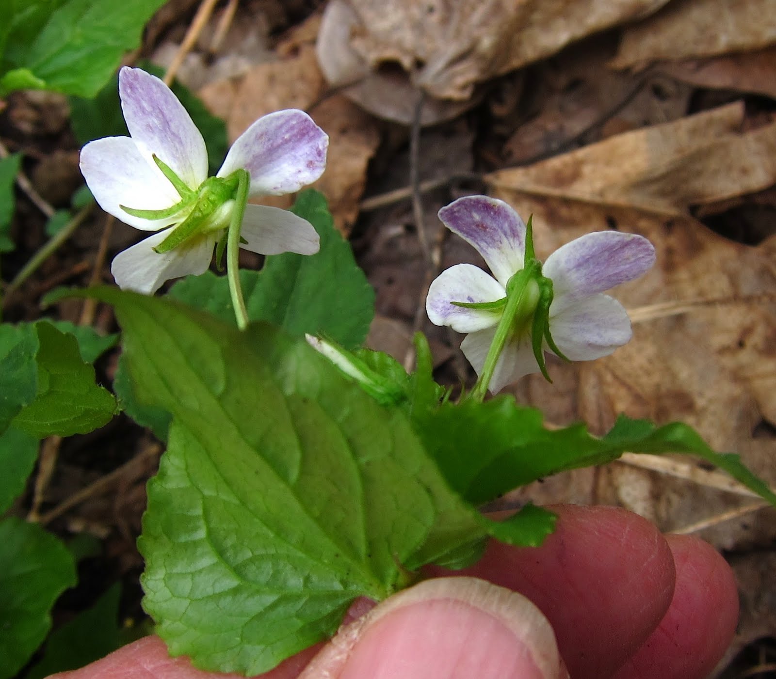 Saratoga woods and waterways: A Bouquet of Violets