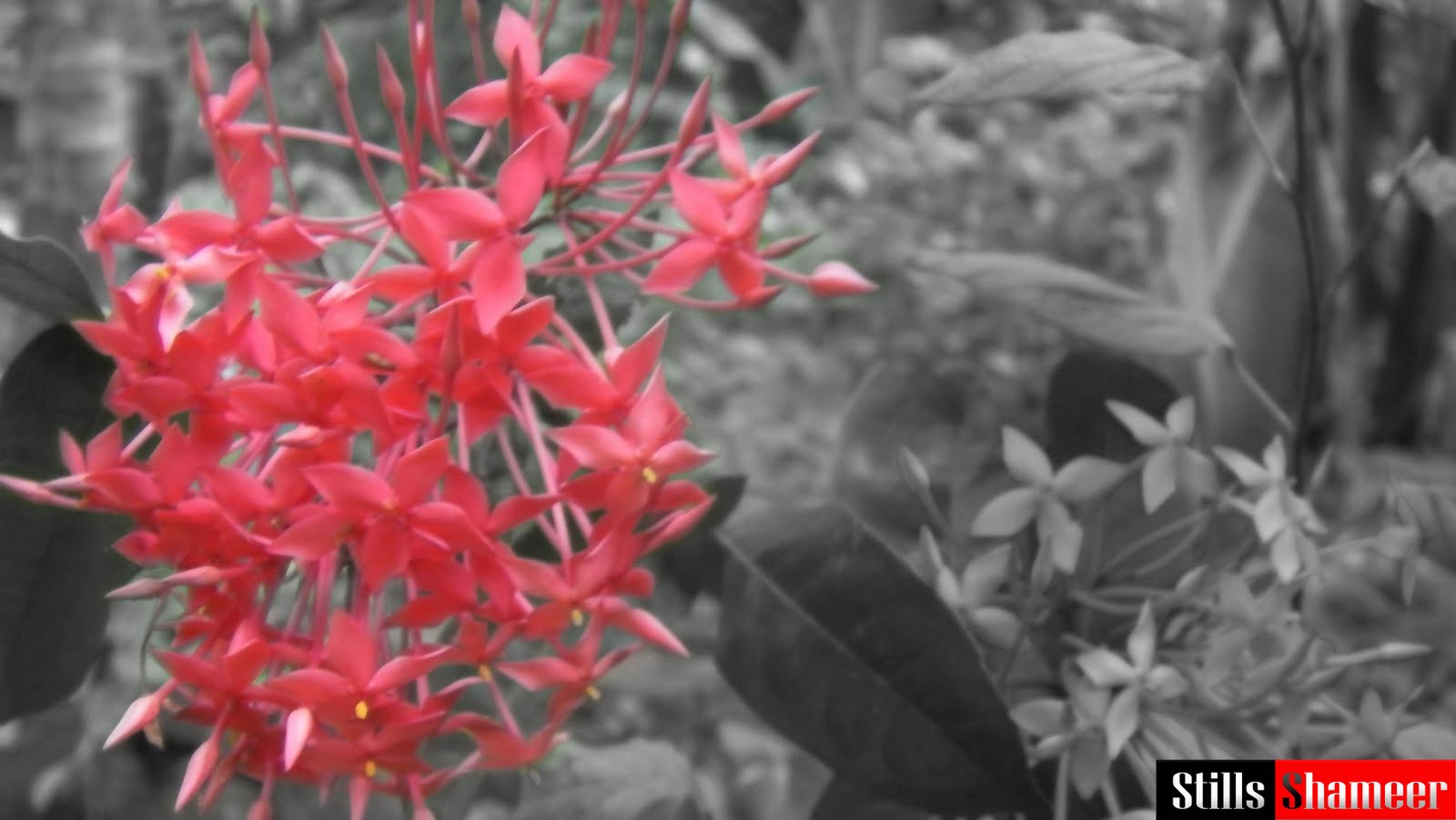 Shameer Ahammed Thodupuzha