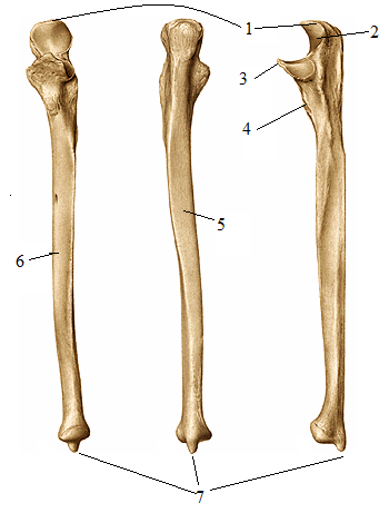 La ulna o cúbito , es un hueso