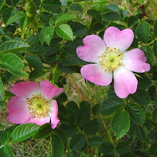 Theobrominated: Plants of the rugby world cup 3.—the rose