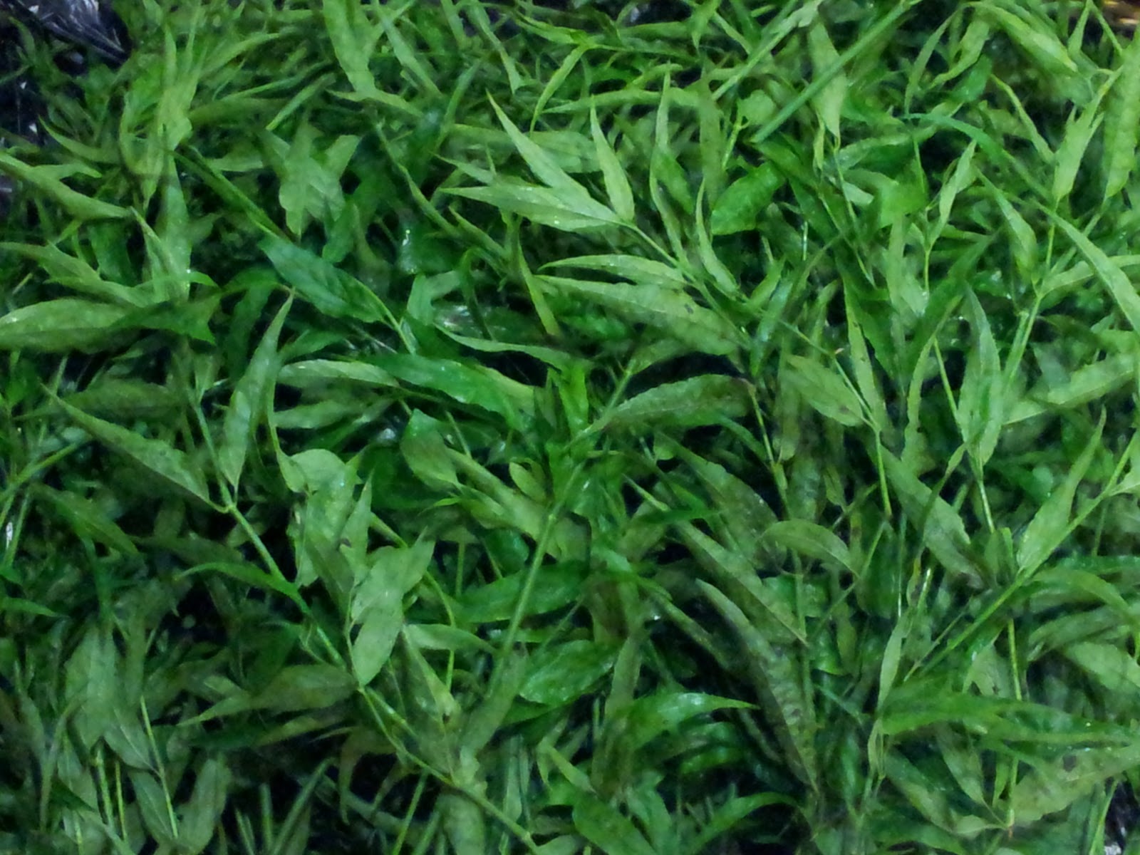 Sabah Snake Grass SSG