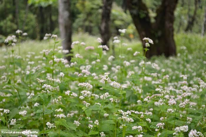 An Intimate Rendezvous With Nature In Sikkim - Voyager For Life