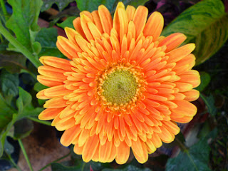 Barberton daisy - Gerbera jamesonii or Babandesiya | SL Flora