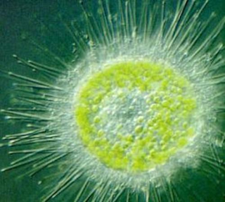 BioDNA: Protozoários (Reino Protoctista)