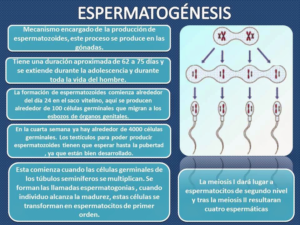 Blog de Fisiología, UAS, Valeria Medel García : ESPERMATOGÉNESIS
