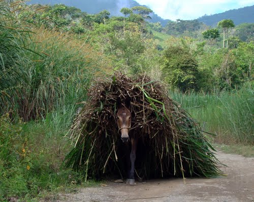 La historia de las plantas : 2015