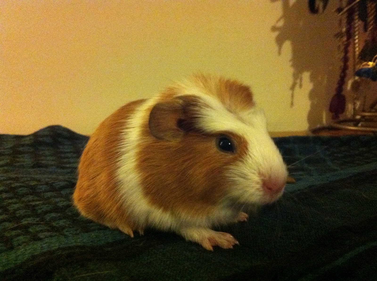 The Diary of an RSPCA Guinea Pig: Day 43: Auf Wiedersehen piggies