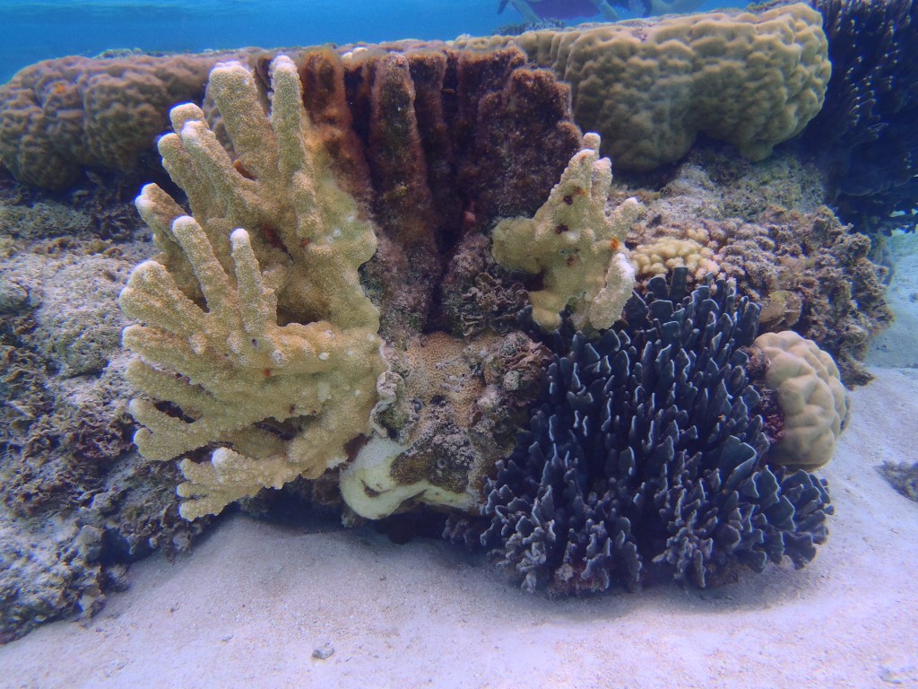 Cocktails out of Coconuts: Mokil Trip