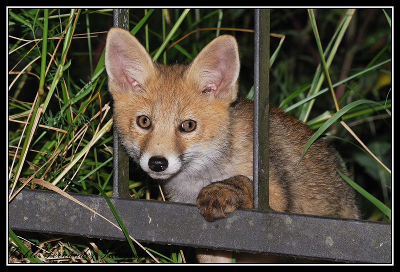 Fotografía en Asturias: Raposinos!!!!
