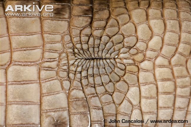 Biologia-Vida: Você sabia? A ̶e̶r̶3̶ç̶4̶o̶ do jacaré é permanente / Did ...