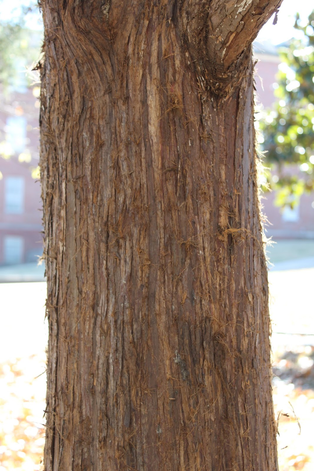 Centenary College Arboretum: Tree of the Week: Eastern Red Cedar ...