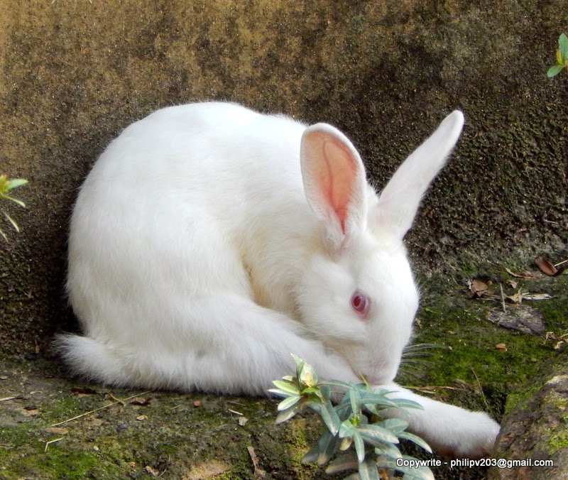 Images of Sri Lanka on blogspot.com: A bonny pet rabbit in the garden ...