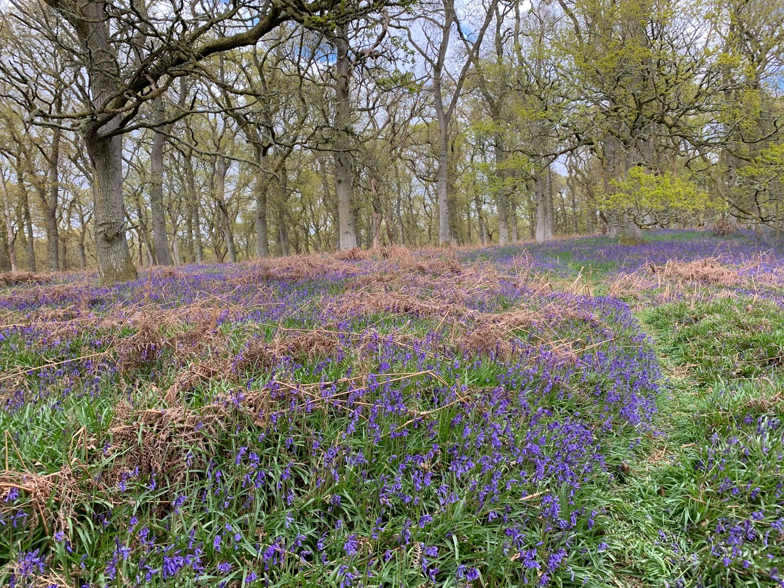 Chamfron Stud : Kinclaven Bluebell Wood