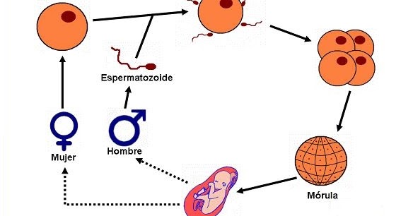 Biocolonos: Teoría: Reproduccion Humana