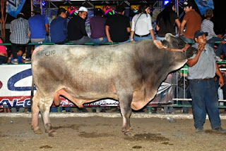 GANADO DOBLE PROPOSITO: RAZA CARORA