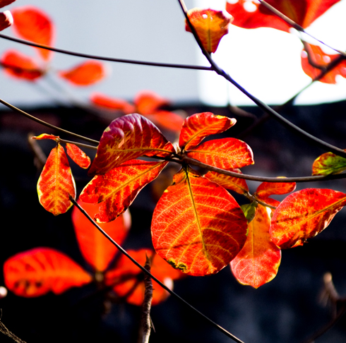 Amazing Vietnam: Cà phê Cây Bàng