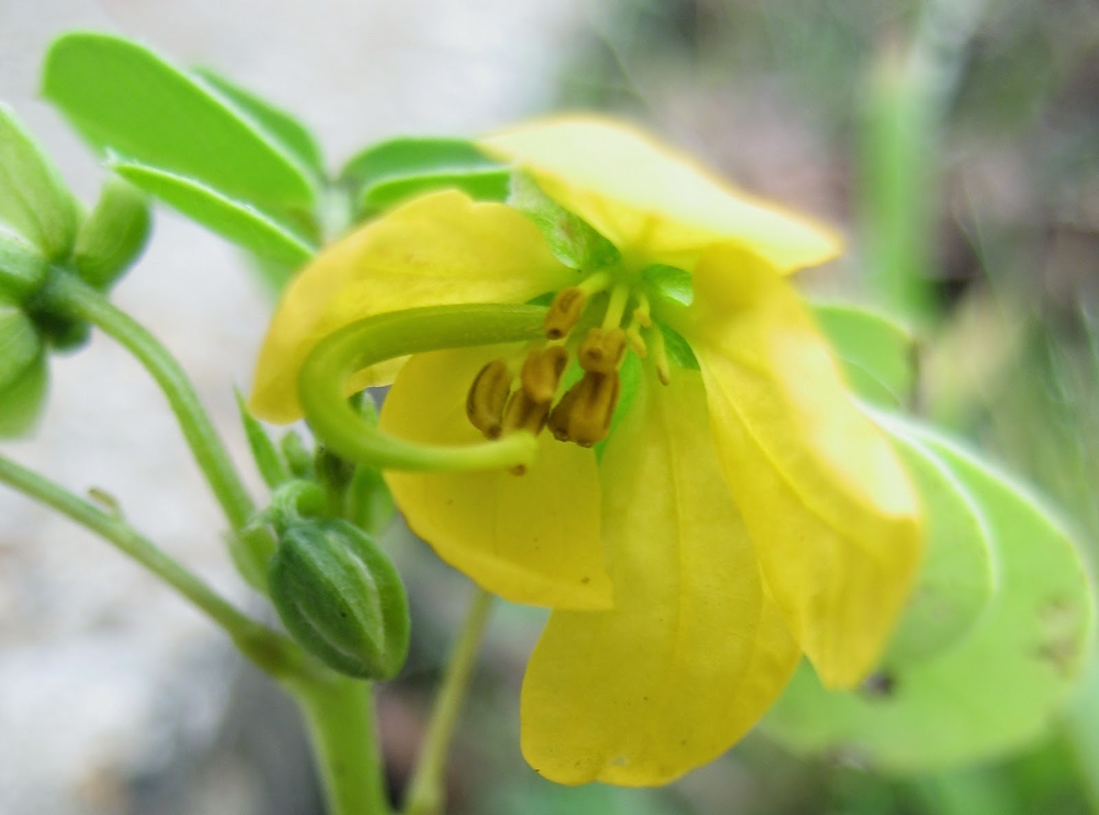 Discovering His Creation: Sicklepod - Chinese Senna - Arsenic Weed ...