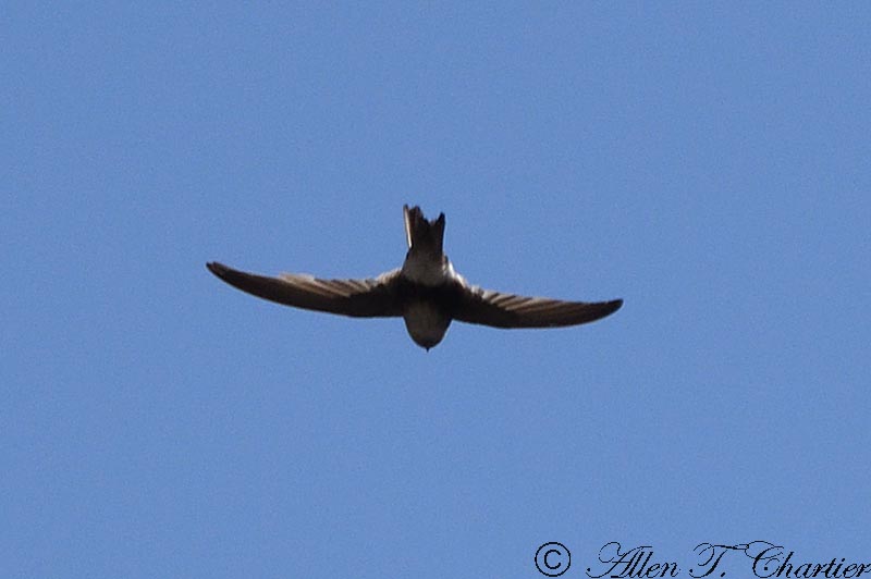 Michigan Hummingbird Guy: Peru Birding Trip Day 12 - July 19, 2018