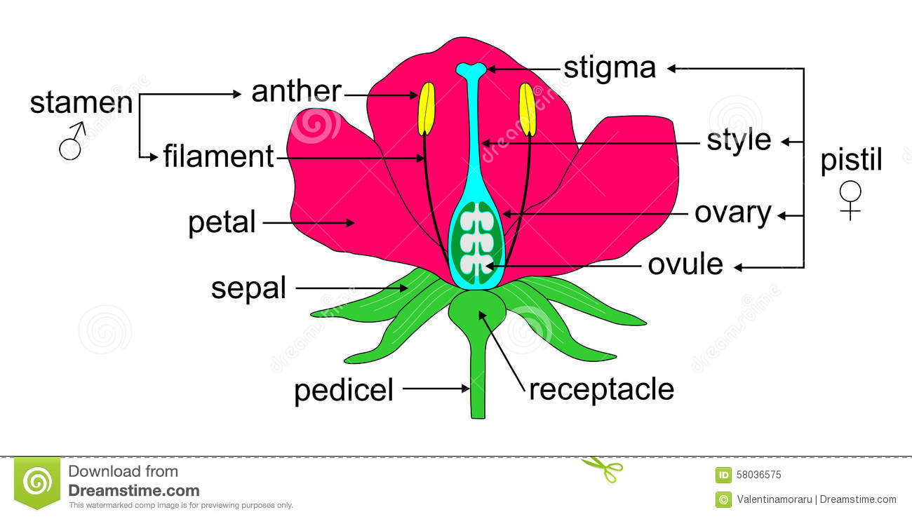 PLANT FAMILIES OF PUERTO RICO AND FLORIDA PAPO VIVES: FLOR