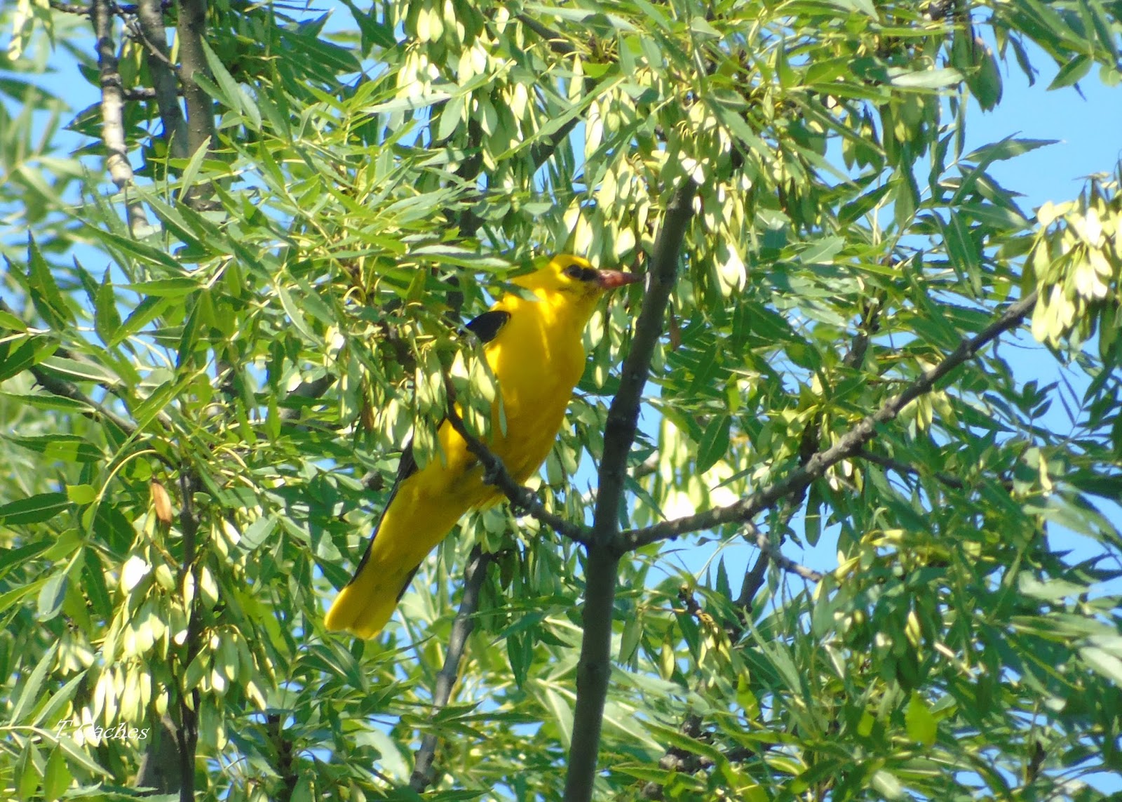 PASARI DIN ROMANIA: GRANGUR, Oriolus oriolus