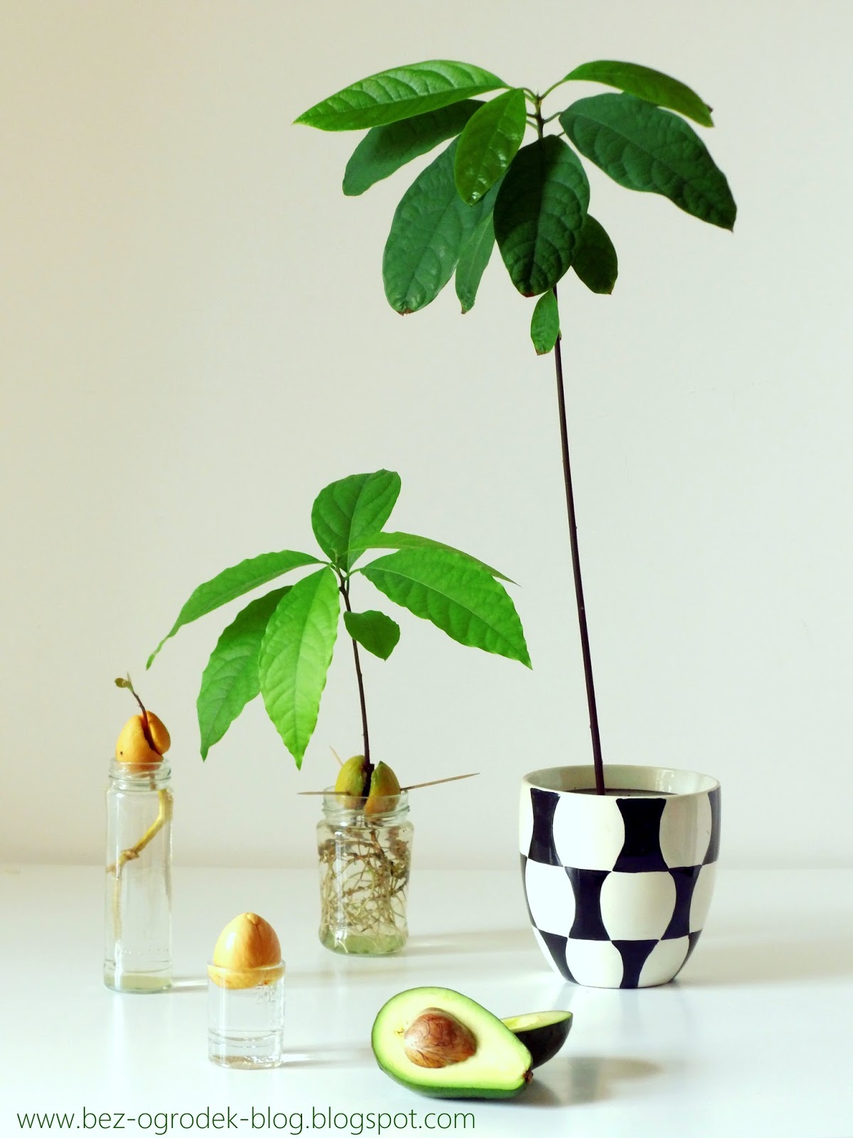 Przepis na awokado z pestki | BEZ-OGRÓDEK | blog ogrodniczy
