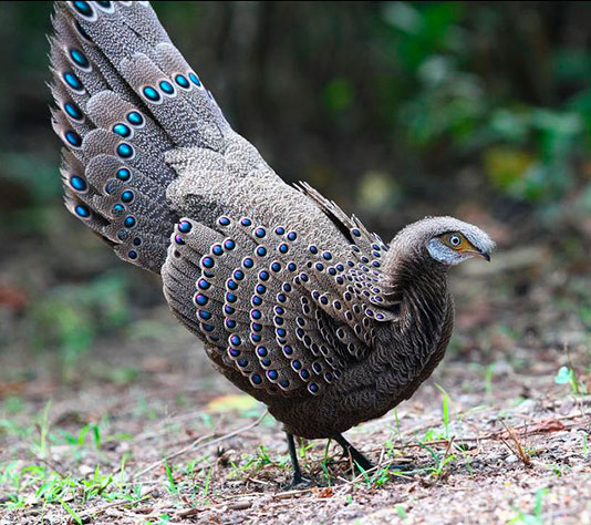 AvesMundi: FAISAN DORADO