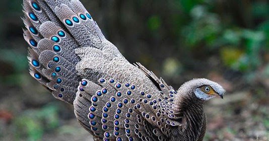 AvesMundi: FAISAN DORADO