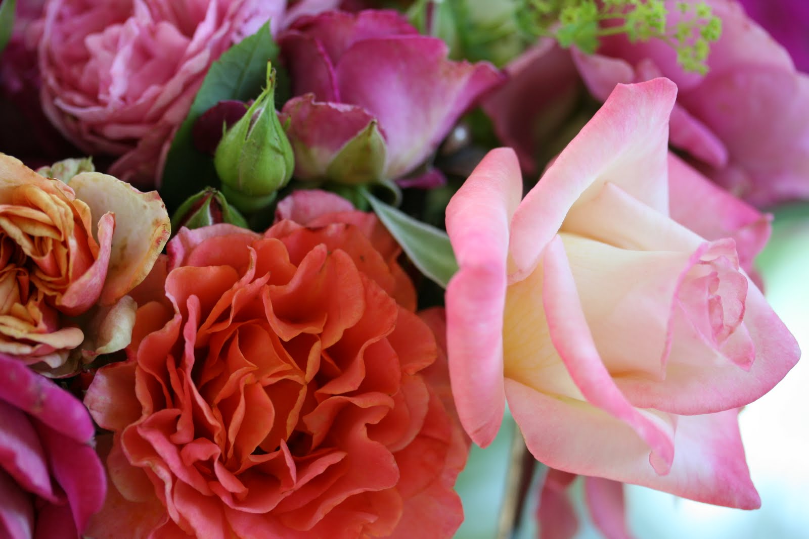 Romancing the Home: Garden Roses