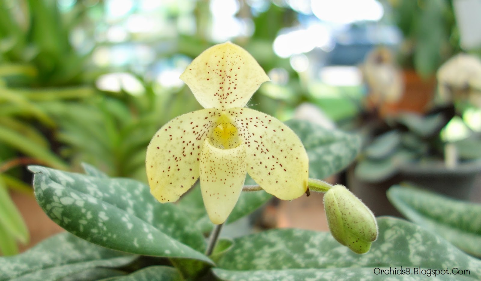 Orchids Flowers Pictures Bulbophyllum Vanda Cattleya Cymbidium ...