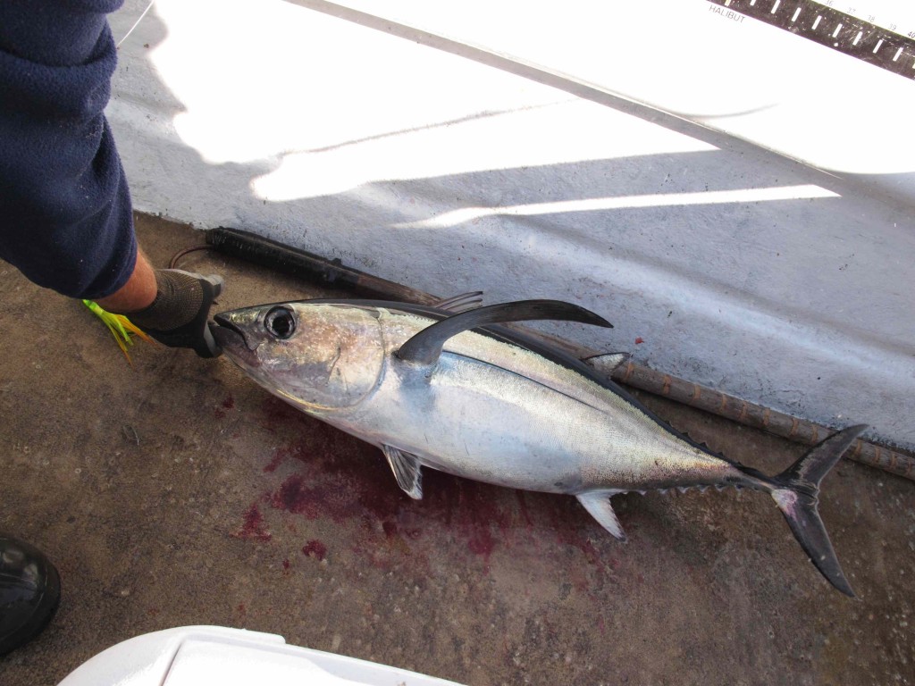 Fish Images: Albacore Fish Images
