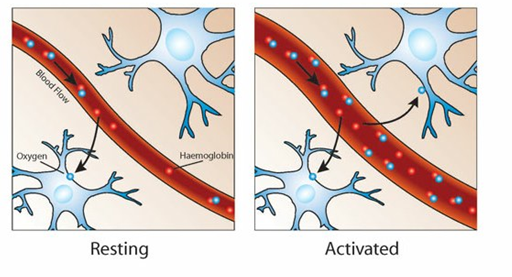 What does fMRI measure? | Brain Metrics | Learn Science at Scitable