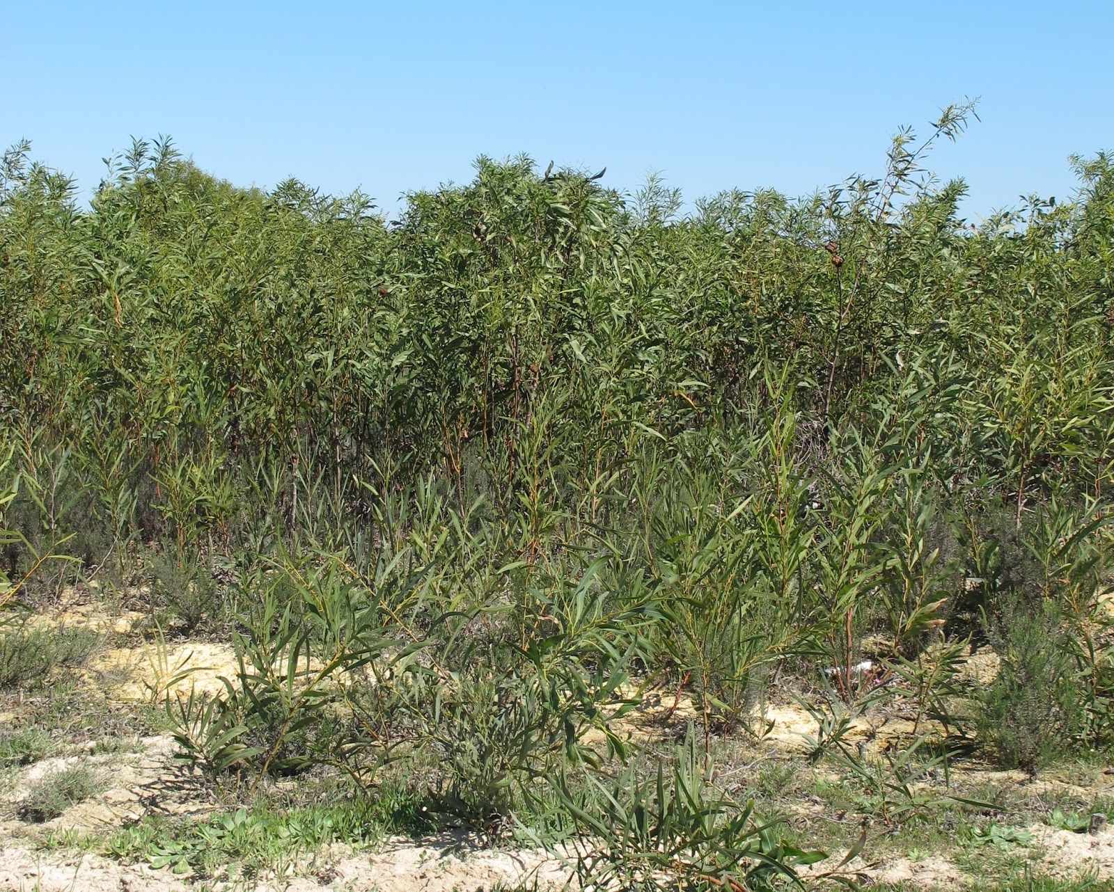 Climate change research in partnership with Thoreau: August 2015