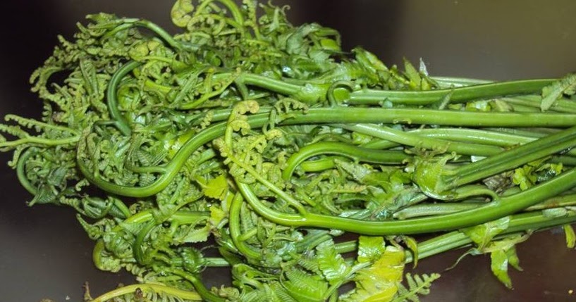 Resep Masakan ID: Info dan Kandungan Gizi “Daun Pakis Kaya Kalsium dan ...