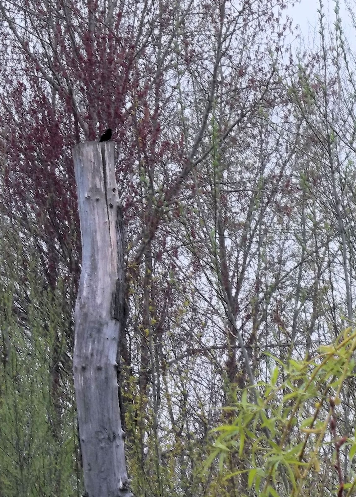 Magnuson Park Mornings